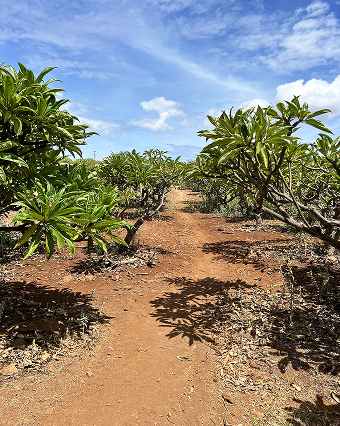 Plumeria farms dot the landscape around Kaunakakai, where the sweet fragrance of Hawaii's favorite flower perfumes the air.