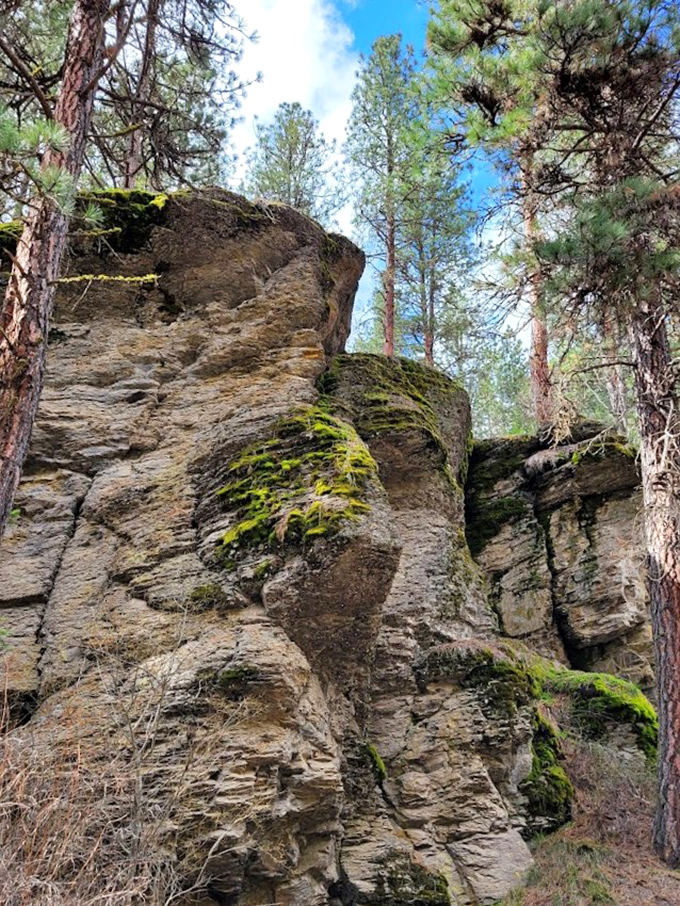 Mother Nature's sculpture garden – moss-draped rock formations that make modern art museums seem unnecessarily complicated.