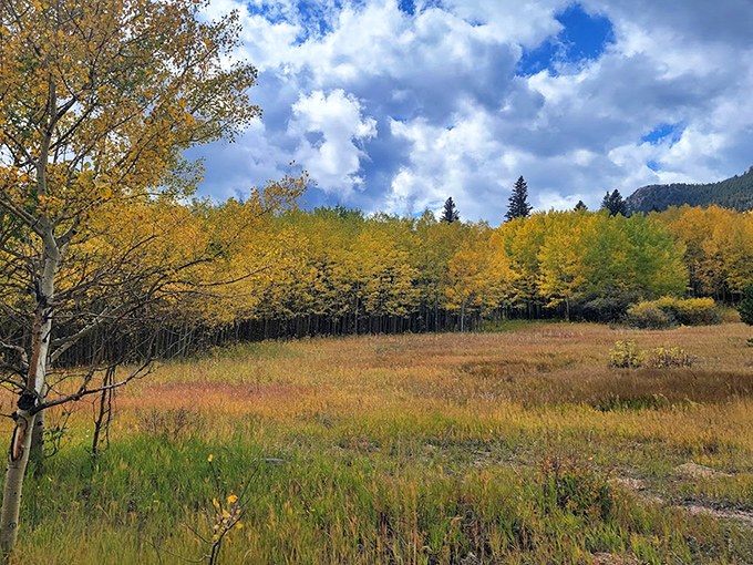 Nature's highway invites you deeper into the wilderness. No traffic jams here&mdash;unless you count that family of chipmunks crossing the road.