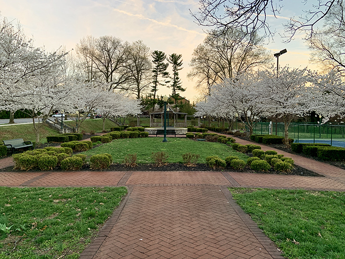 Cherry blossoms frame this perfectly manicured garden path, creating a scene so picturesque you'll wonder if you've accidentally wandered onto a greeting card.
