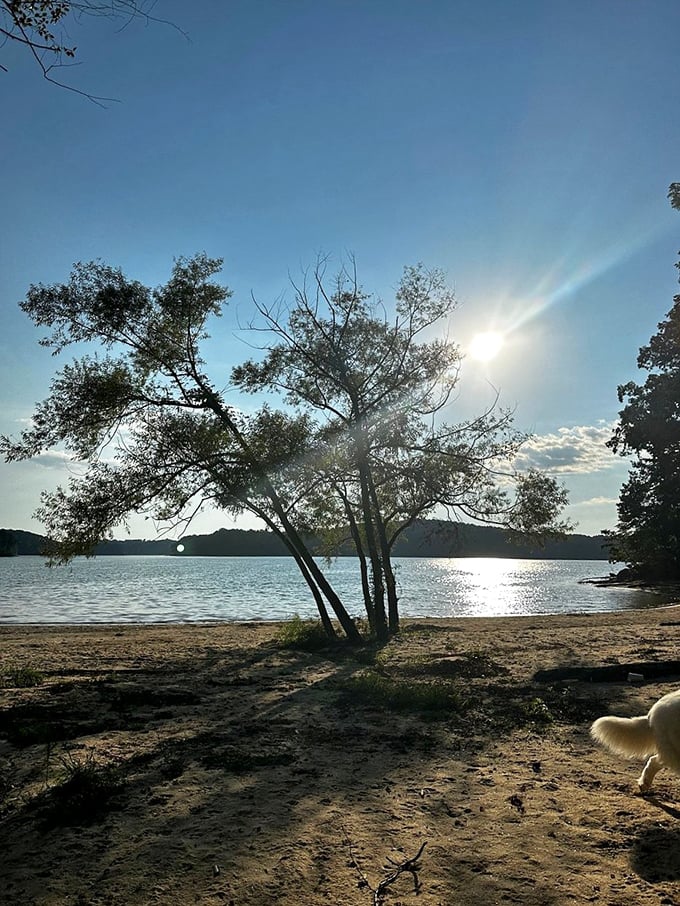 Heaven's spotlight creates a perfect silhouette of nature's architecture, reminding us why we need these quiet escapes.