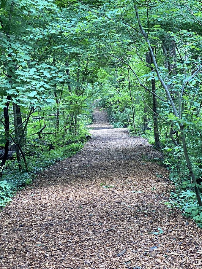 A woodland path that whispers, "Yes, you're still in Pennsylvania, but maybe also in a Brothers Grimm tale." Perfect for contemplating concrete castles.