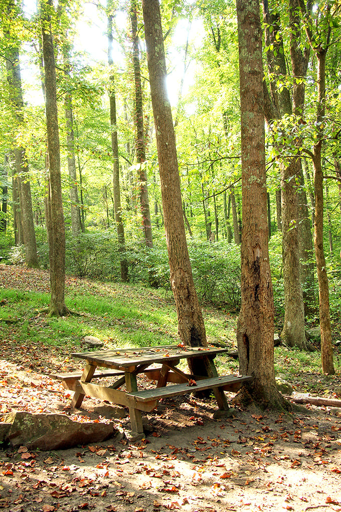 Dappled sunlight, a weathered picnic table, and not a deadline in sight – forest dining at its most therapeutic.