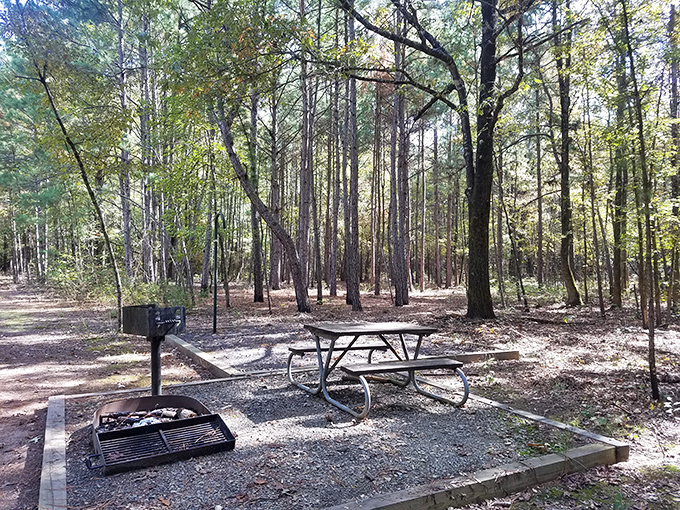 A picnic spot straight from a storybook &ndash; where squirrels might judge your sandwich choices and pine needles become nature's confetti.