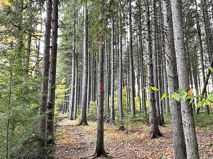 Tall sentinels stand at attention in this cathedral of conifers. Walking these trails feels like stepping into Narnia minus the talking lion.