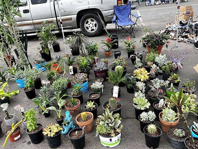 A miniature nursery springs from the pavement. These succulents and houseplants offer instant garden gratification without the garden center markup.