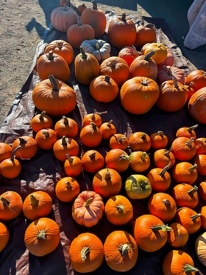 Fall's bounty spills across the market in a riot of orange. These pumpkins won't turn into carriages at midnight, but they'll make spectacular pies.