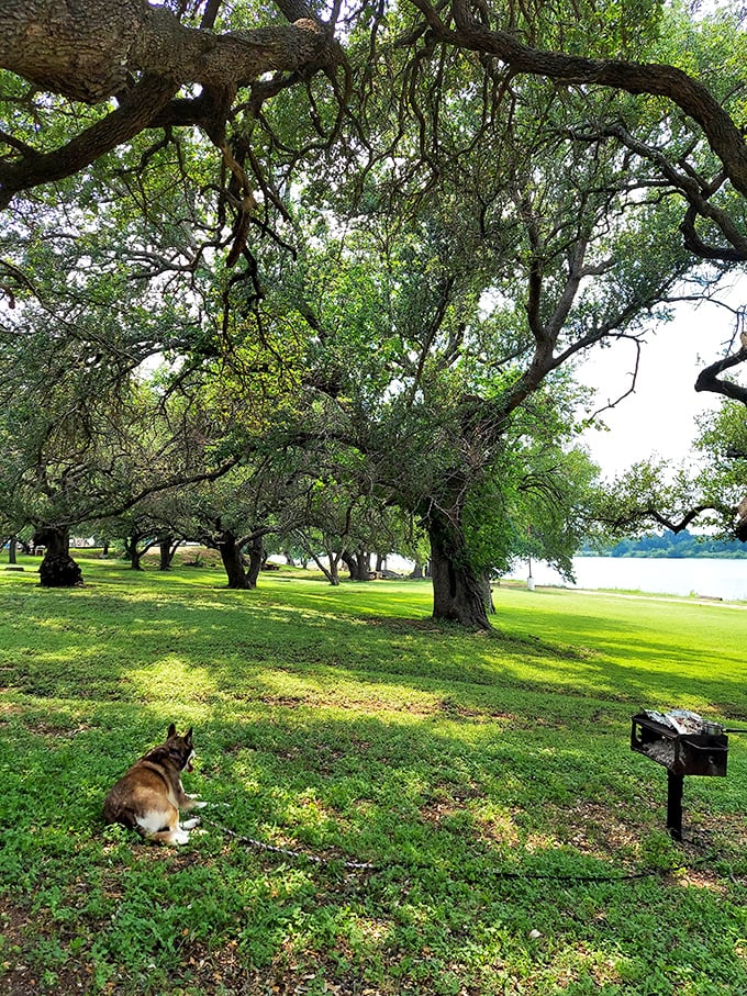Ancient oaks stand guard along the riverbank, their sprawling branches offering shade to both humans and four-legged friends seeking respite.