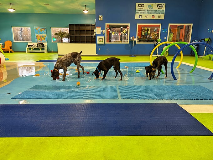 Who says retirement means slowing down? These pups are living their best lives at this indoor water park, proving Harrisburg caters to the four-legged retirement community too.