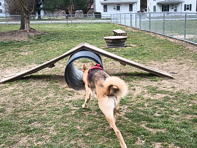 Even dogs live the good life in Selinsgrove. This pup's enjoying amenities that would make apartment dwellers in Manhattan weep with envy.