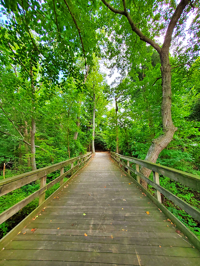 A wooden walkway through lush greenery&mdash;nature's version of the red carpet. The soundtrack? Birds chirping instead of paparazzi shouting.
