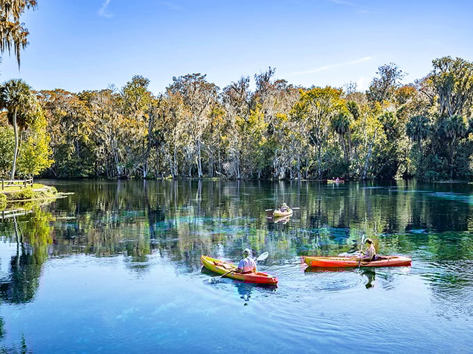 Silver Springs' crystal-clear waters make kayaking feel like you're floating on air. The fish below are probably wondering why you're taking so many selfies.
