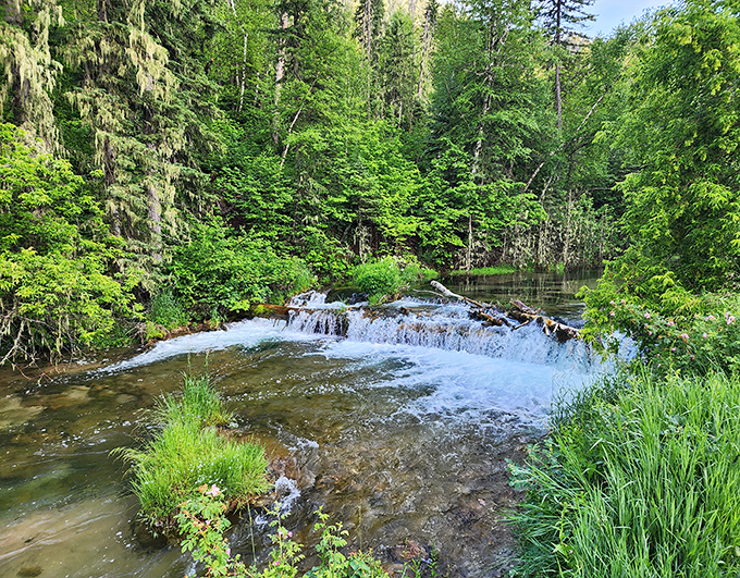 Spearfish Creek cascades through lush greenery, creating nature's version of a spa soundtrack you'd pay good money for elsewhere.
