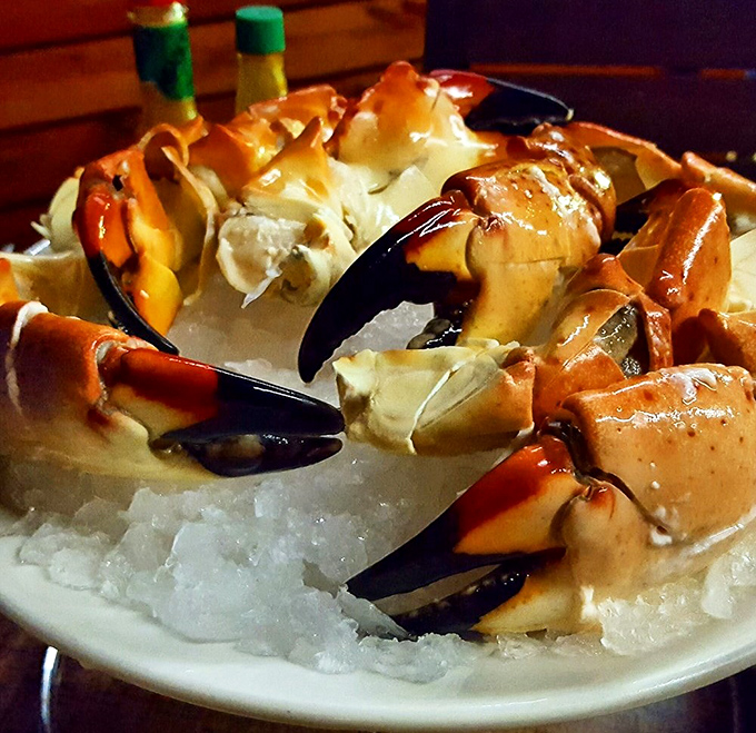 Stone crabs on ice &ndash; nature's perfect appetizer. Sweet meat requiring a little work to extract, but isn't that part of the fun?