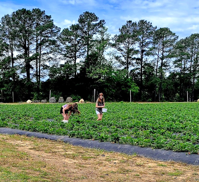 Young berry hunters on the prowl, buckets in hand. The serious business of childhood joy happens between these rows.