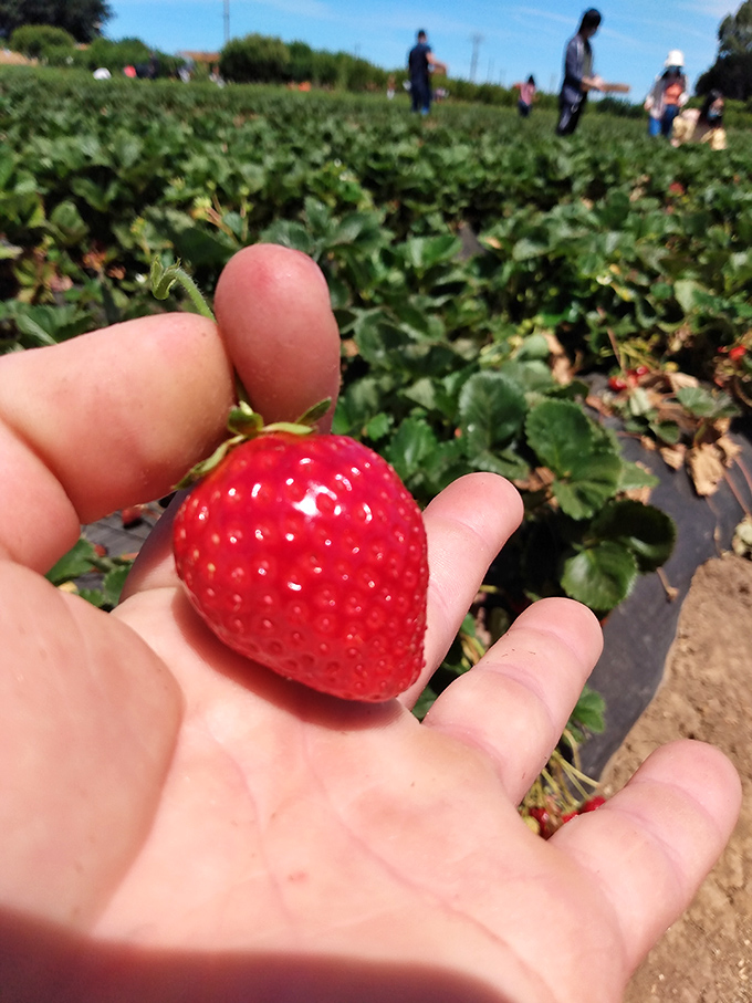 Nature's perfect package&mdash;no plastic, no barcode, just pure strawberry bliss sitting in your palm, begging to be eaten.
