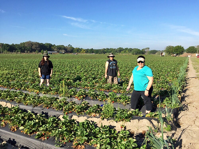 Three pickers stand triumphant amid their leafy kingdom, like explorers who've discovered not gold, but something far more valuable – perfect strawberries.
