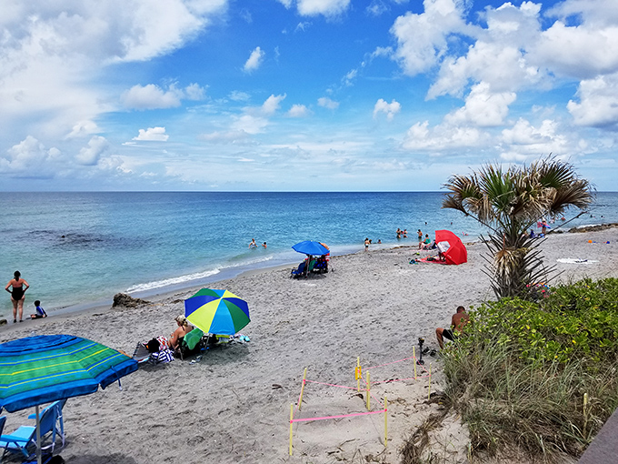 Crystal clear waters meet pristine shores at Venice Beach. The kind of postcard-perfect scene that makes northerners question their life choices.