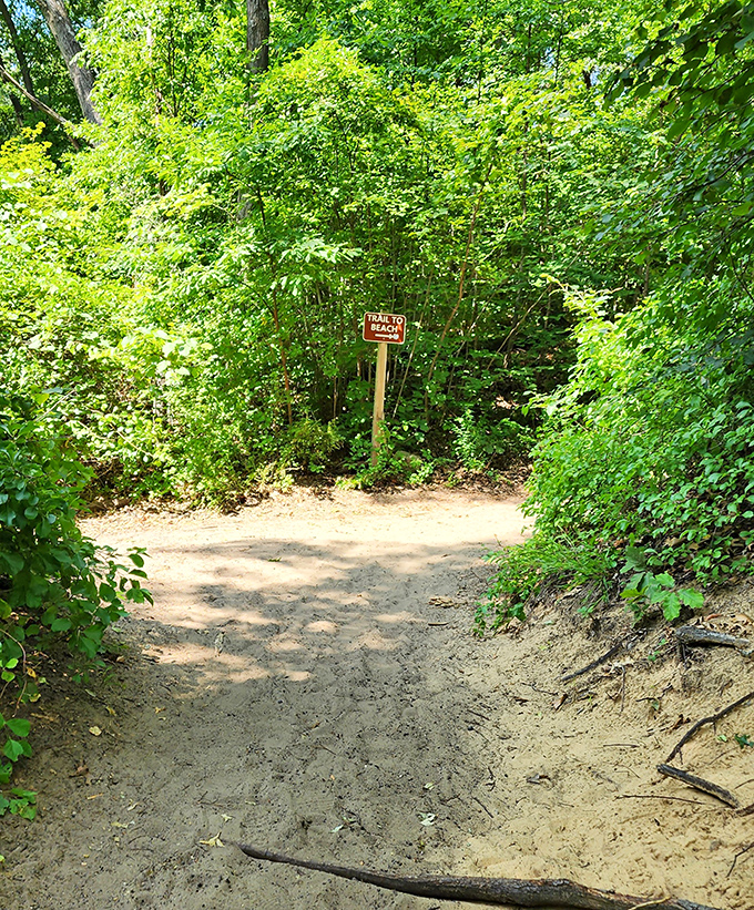 Follow the sandy breadcrumbs through this enchanted forest path. The reward at the end? Lake Michigan's sparkling embrace.