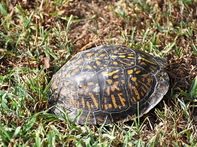 The original slow food movement. This eastern box turtle reminds us that sometimes the best way to experience nature is at a deliberate, unhurried pace.
