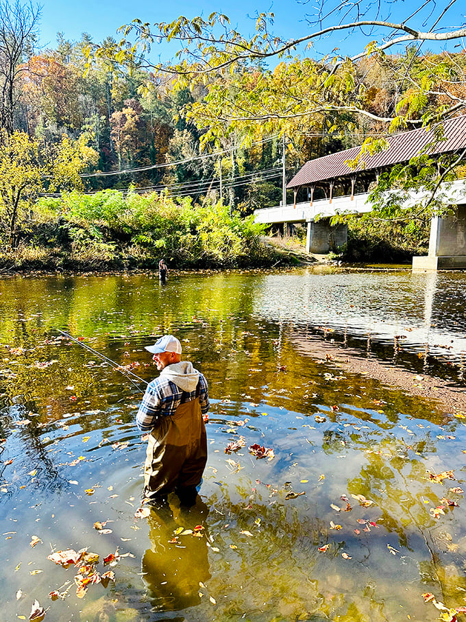 The Little River flows beneath with gin-clear perfection, revealing every pebble on the riverbed like nature's own aquarium display.