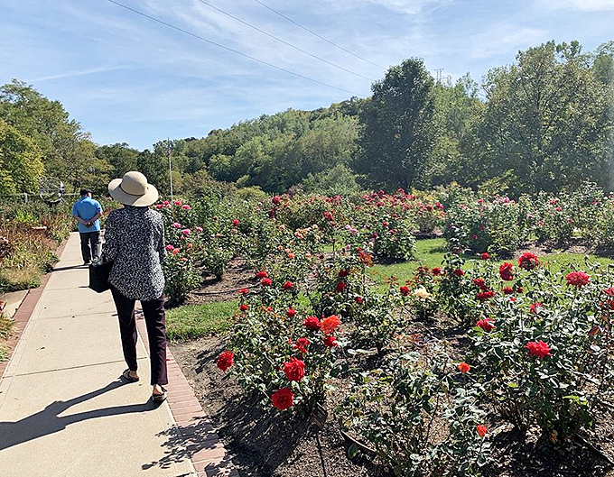 Rose gardens attract visitors like bees to honey, except with better manners and fewer stingers involved.