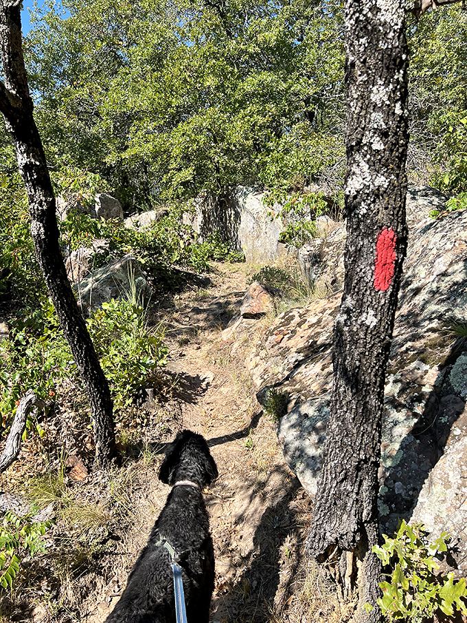 Four-legged hiking companions appreciate the well-marked trails as much as their humans. That red blaze means "good smells this way."