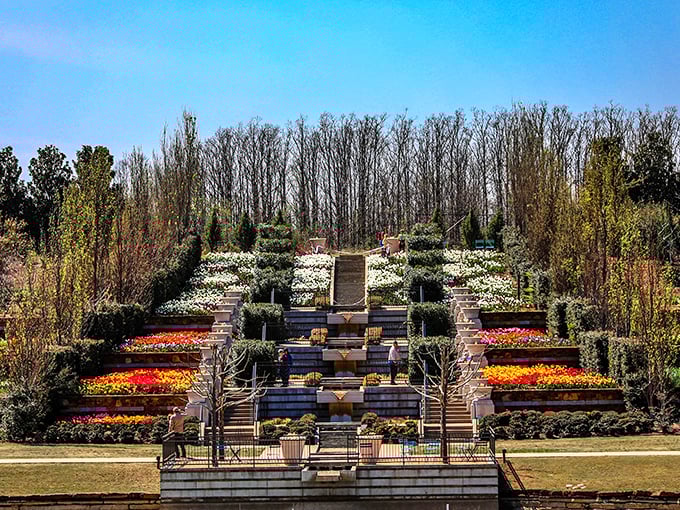 The terraced gardens unfold like a botanical theater, where each level reveals a new act in spring's most colorful performance.