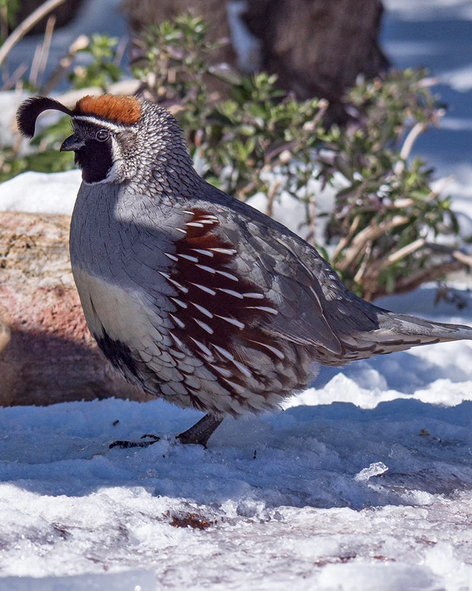 The Gambel's quail &ndash; Arizona's version of a fashionista with that jaunty topknot. Runway ready, even in snow!