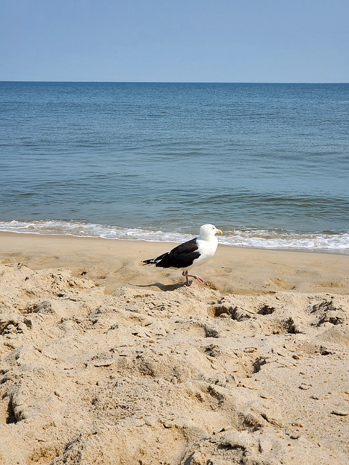 This feathered local seems entirely too comfortable with tourists, probably plotting its next sandwich heist with military precision.