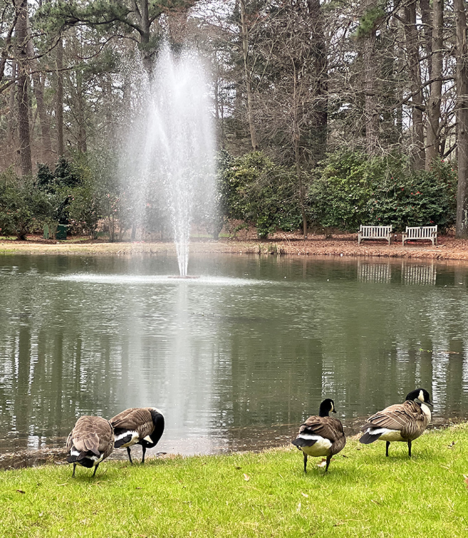 Resident geese provide free landscaping services and unsolicited commentary. That fountain isn't just for show&mdash;it's prime real estate in the waterfowl community.