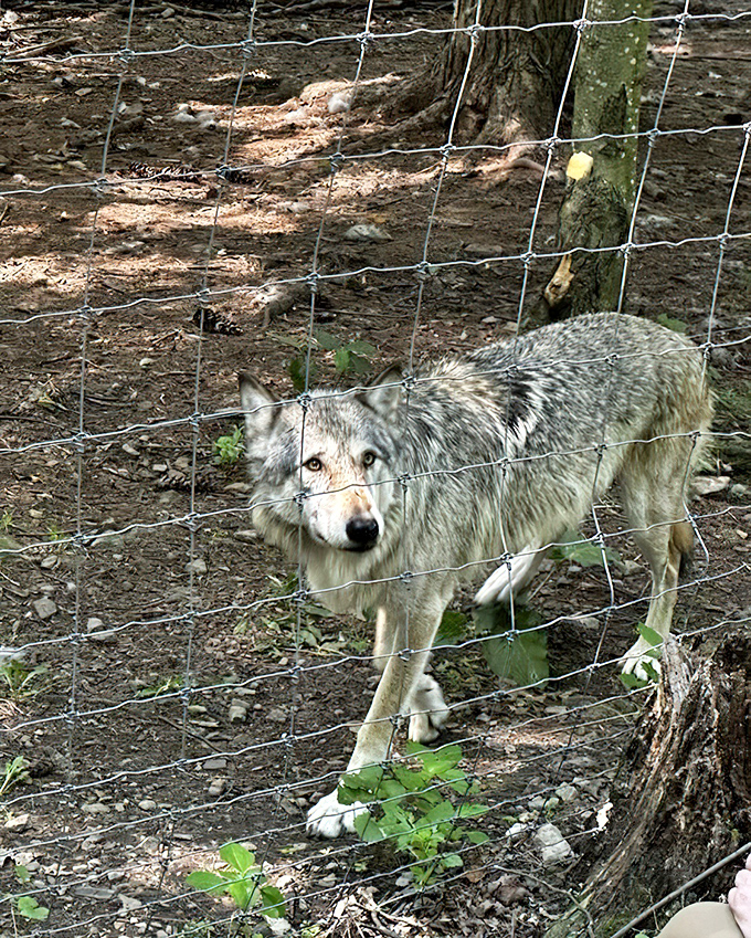 This gray wolf gives the side-eye that says, "Yes, I've heard all the 'big bad wolf' jokes." Wildlife encounters bring fairy tales to life at Penn's Cave.