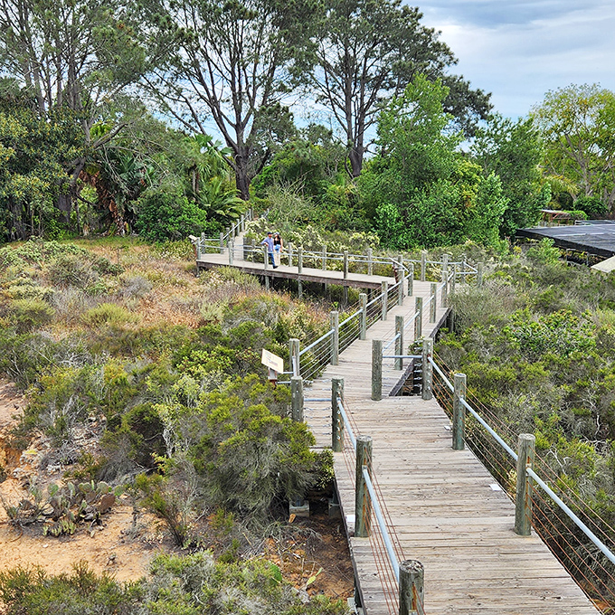 Wooden boardwalks invite exploration while protecting delicate ecosystems below. The garden's version of "look but don't touch" infrastructure done right.