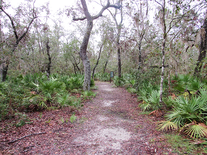 Walking this trail feels like stepping into a Florida that existed before Mickey Mouse and condo developments claimed the landscape.