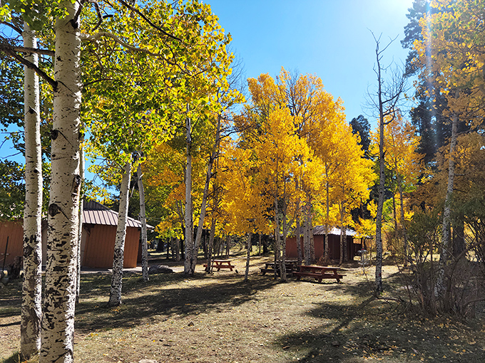 Fall transforms Cloudcroft's aspen groves into a golden spectacle that makes professional photographers question their filter choices &ndash; nature showing off again.