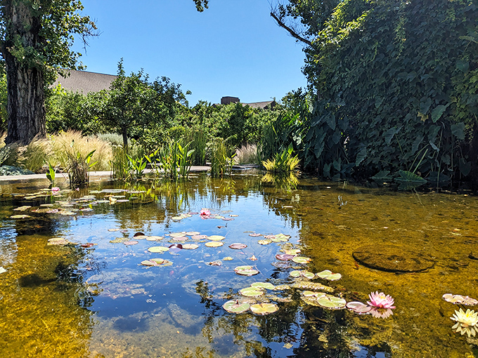 Water lilies dance across this serene pond, creating a moment of Monet-like tranquility between sips of Sauvignon Blanc.