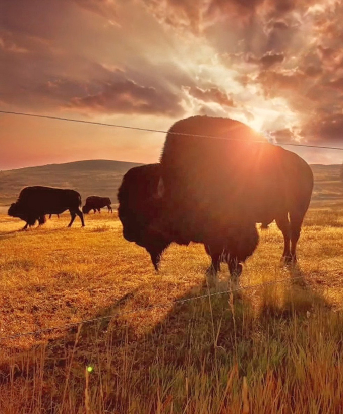 Mother Nature showing off at sunset, painting the bison in golden light as if to say, "This is what screensavers wish they could be."