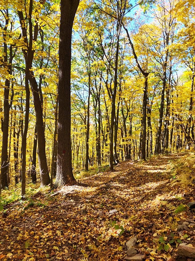 Autumn's grand finale in all its golden glory. Walking this trail in fall is like strolling through nature's version of a standing ovation.