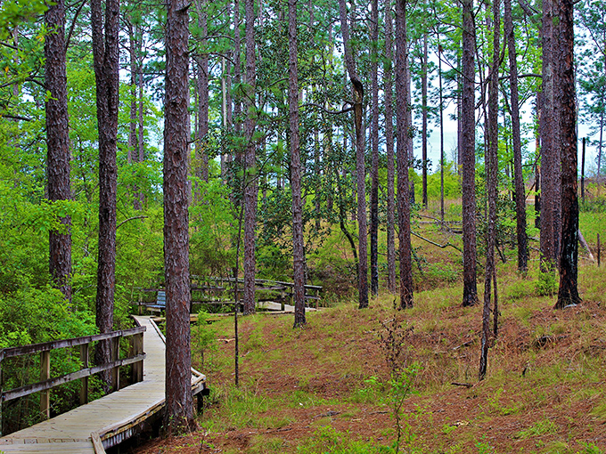 The boardwalk through Falling Waters' pine forest feels like walking through the pages of a Thoreau essay &ndash; contemplative, serene, and surprisingly mosquito-free.
