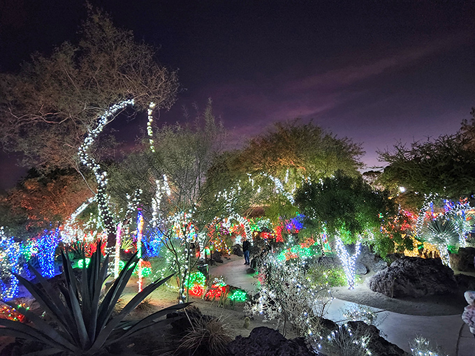 Who knew cacti could throw such a dazzling party? The holiday light display transforms prickly plants into a magical desert wonderland.