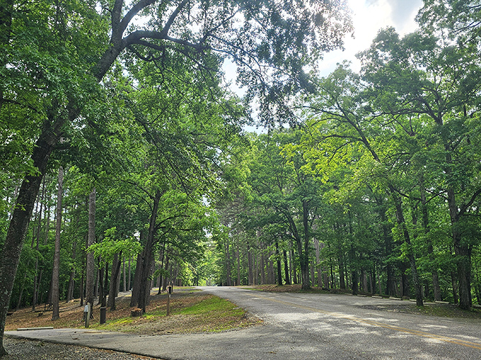 Nature's cathedral, where towering pines create the perfect dappled light for morning coffee and contemplative moments on winding park roads. 