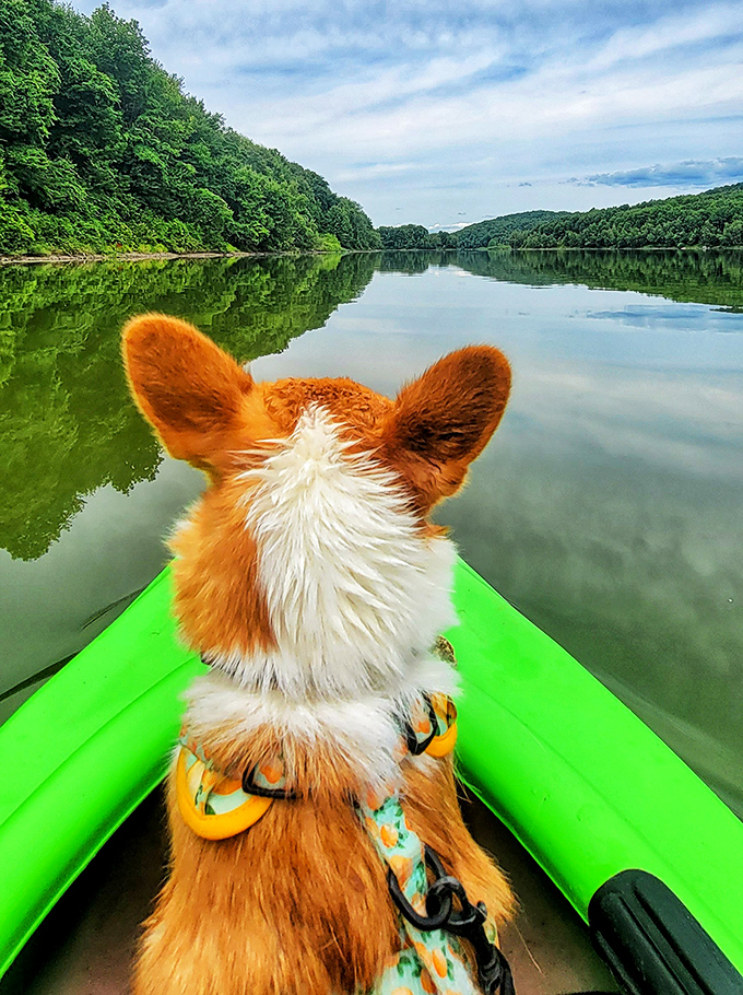 Captain Corgi navigating the emerald waters of Prompton Lake. This furry first mate has mastered the art of vacation better than most humans.