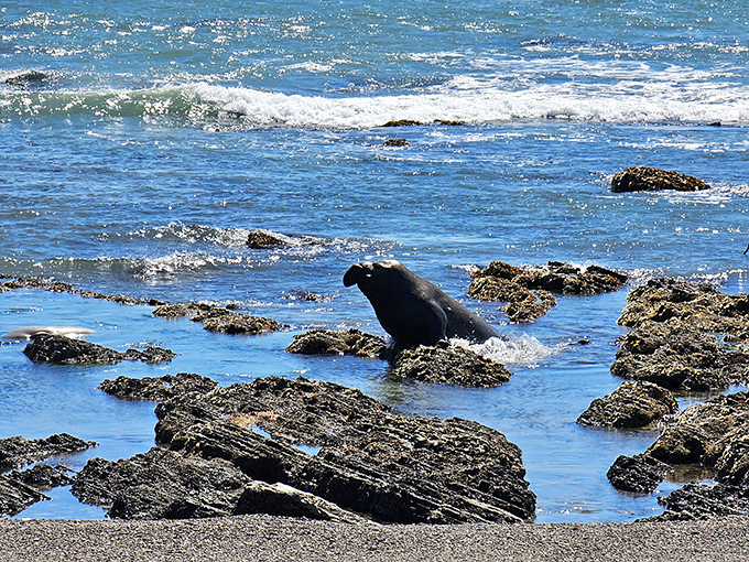 "Excuse me, coming through!" A seal navigates the rocky shoreline with surprising grace, proving evolution got some things spectacularly right.