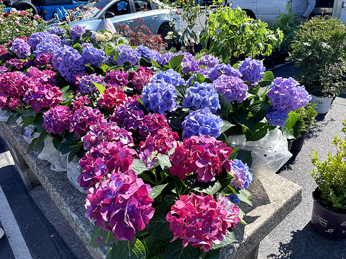 Spring has sprung outside with hydrangeas that would make Martha Stewart stop and take notes.