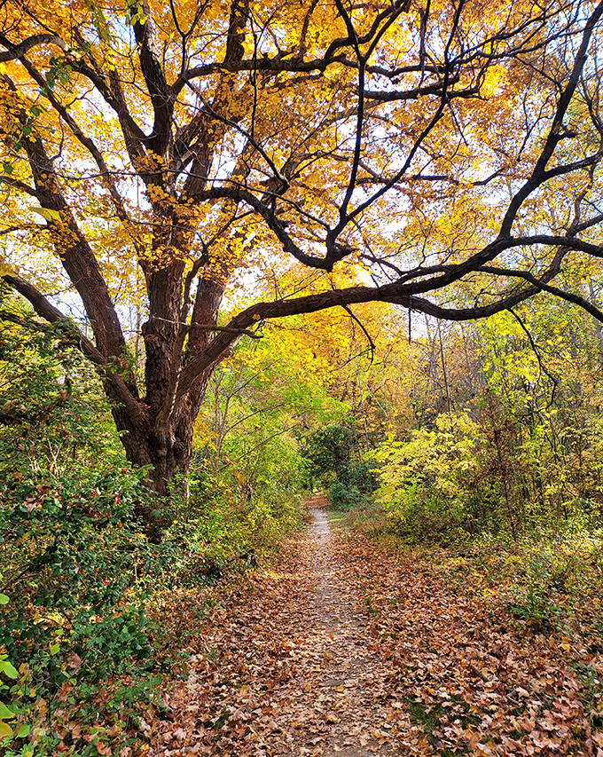 Autumn's masterpiece unfolds along this trail. Mother Nature showing off her color palette like she's auditioning for HGTV.