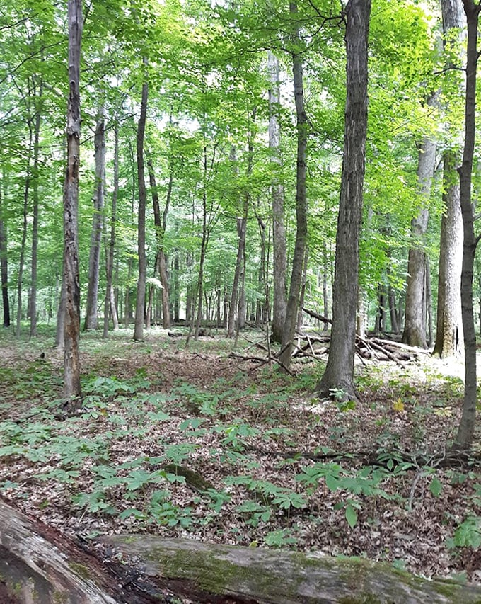 The forest floor tells stories centuries old, where fallen logs and mayapples create a woodland community that's been thriving since Lincoln's day.