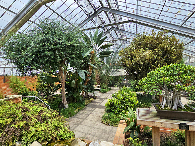 Inside the greenhouse, tropical giants reach skyward while bonsai masters demonstrate that sometimes the most impressive things come in small packages.