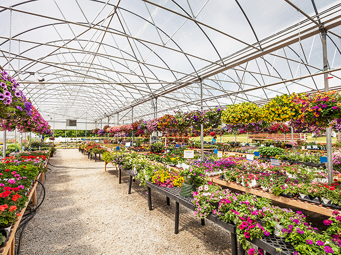 Inside the greenhouse, a rainbow of blooms awaits, tempting even the most garden-challenged among us.