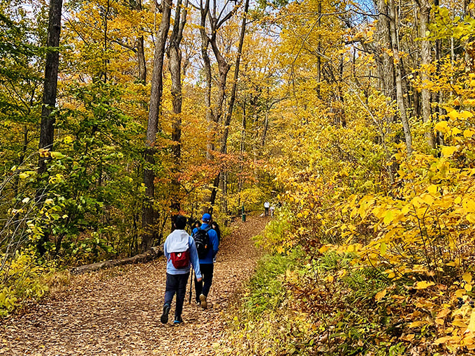 Fall's golden corridor beckons hikers forward with nature's version of a yellow brick road. No flying monkeys here&mdash;just the occasional squirrel with attitude. 