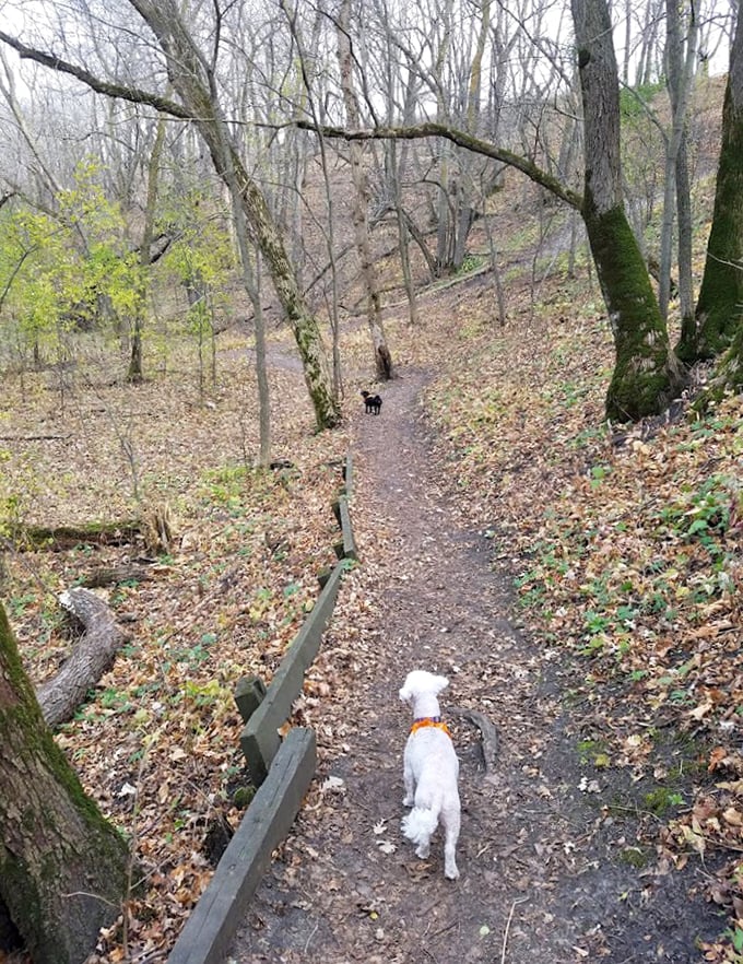 Where dogs become explorers and fallen leaves create nature's crunchiest carpet&mdash;autumn hiking at its finest.